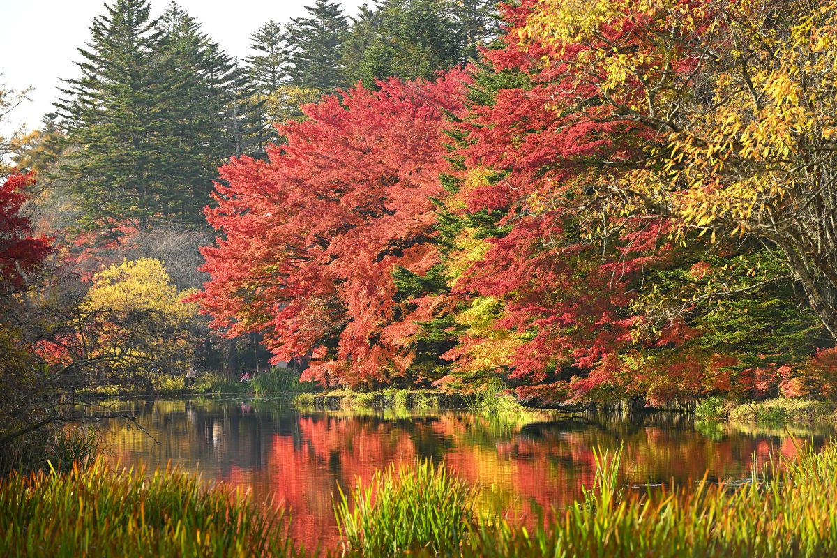 3rd ShakeDown＠雲場池 | GANREF