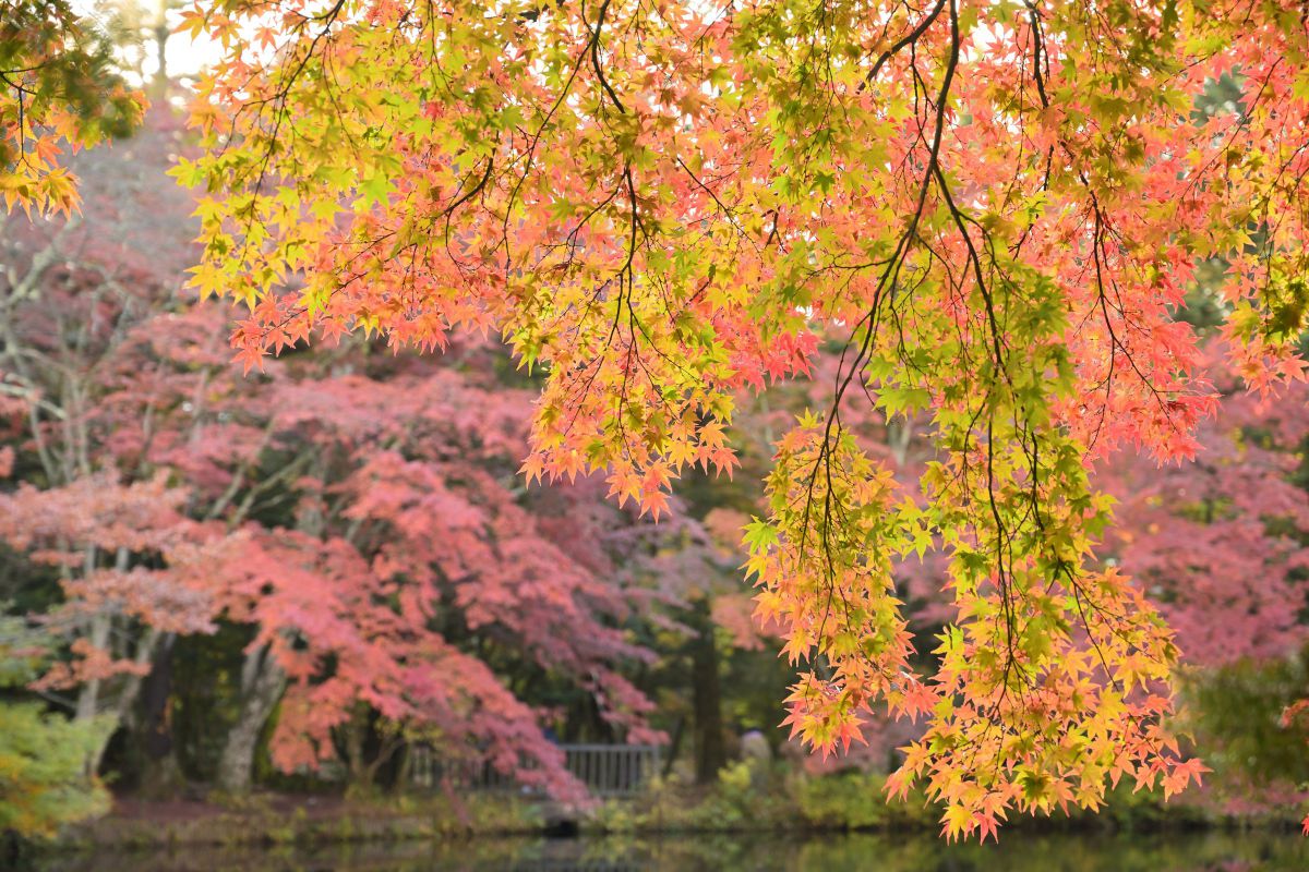 2nd ShakrDown@雲場池 | GANREF