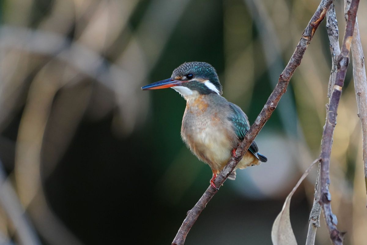 首を伸ばして遠くを見つめるカワセミさん | GANREF