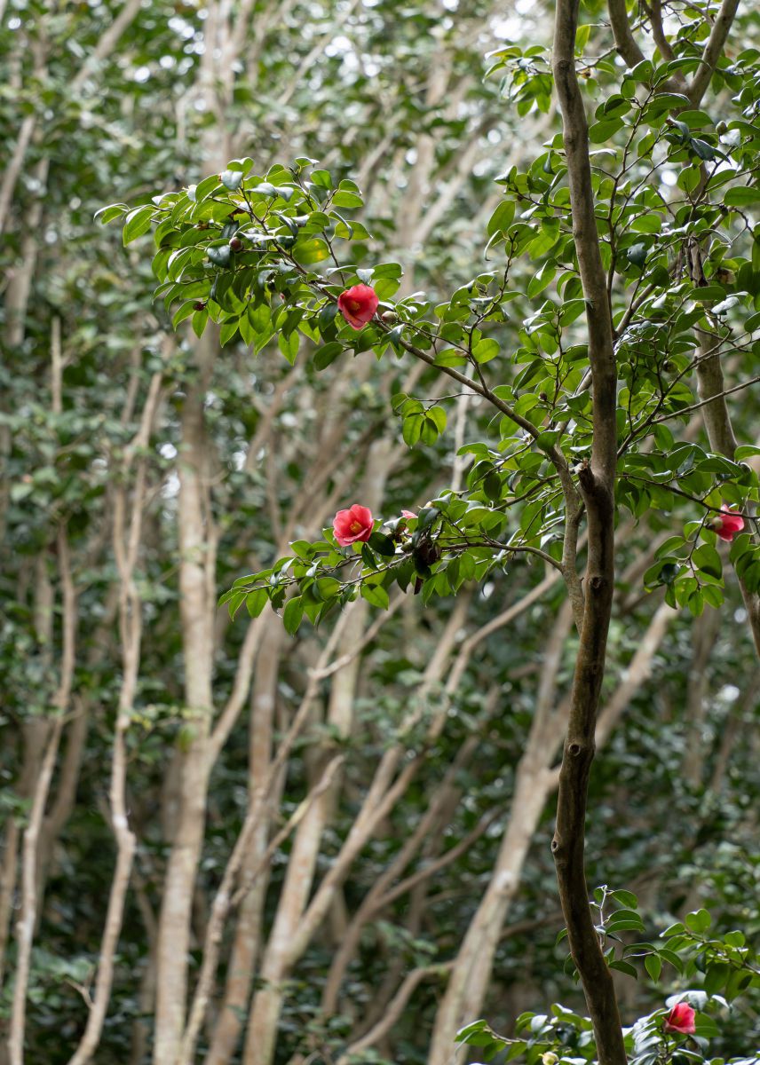 寒さに耐えて咲くヤブツバキ | GANREF