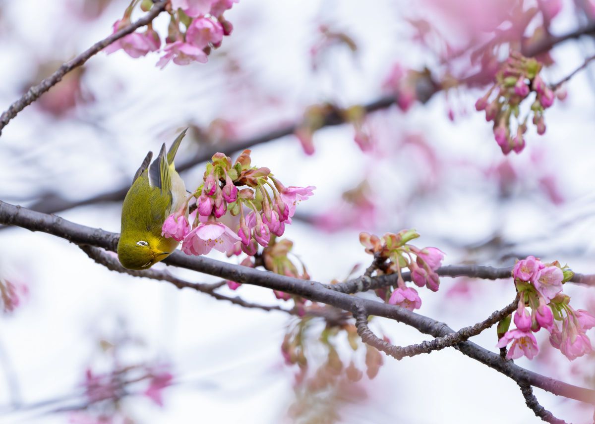 咲き始めた河津桜とメジロくん | GANREF
