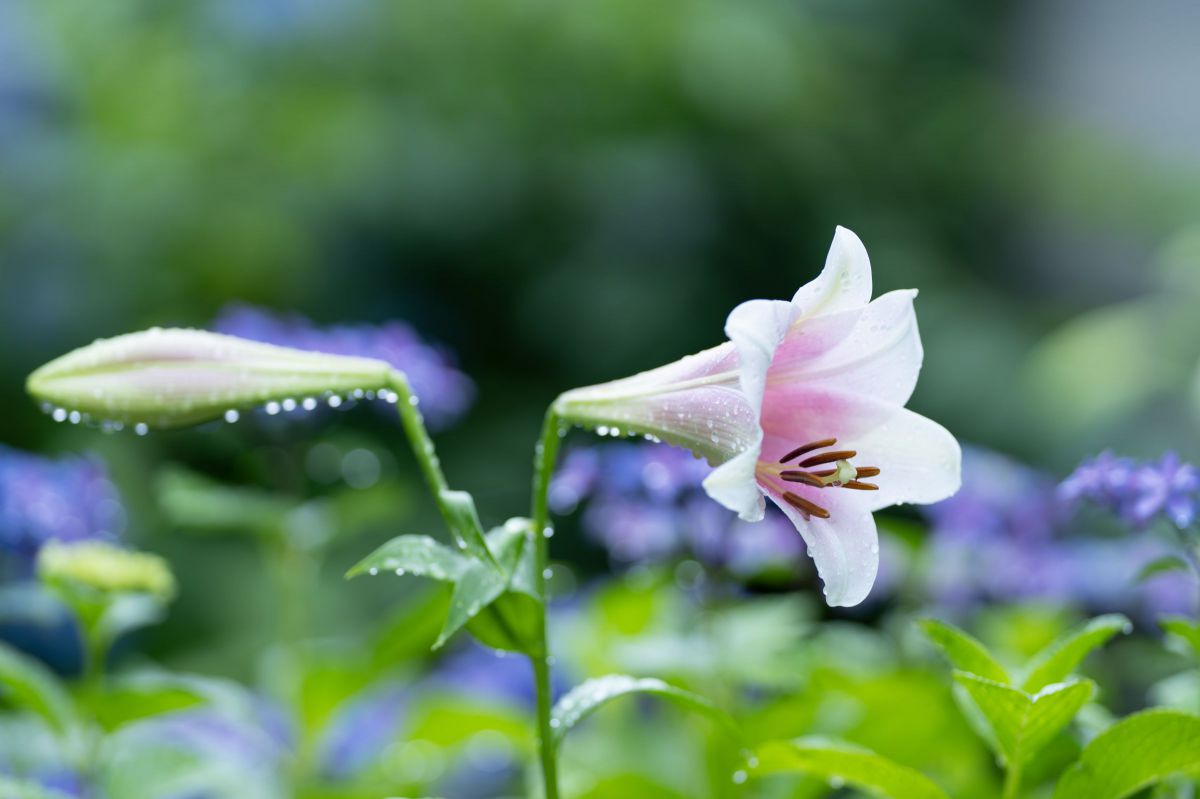 梅雨入り！ | GANREF