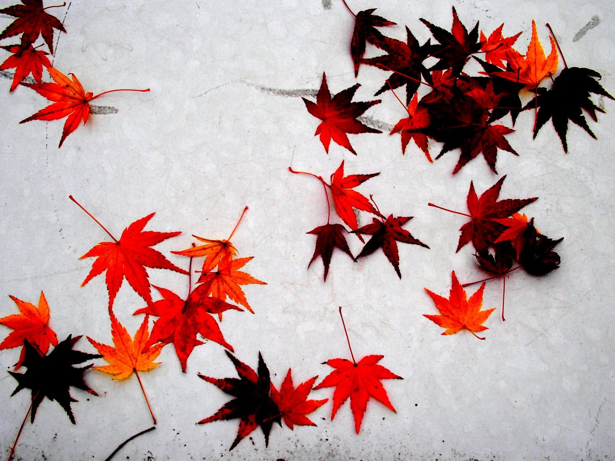 モミジ柄 | GANREF