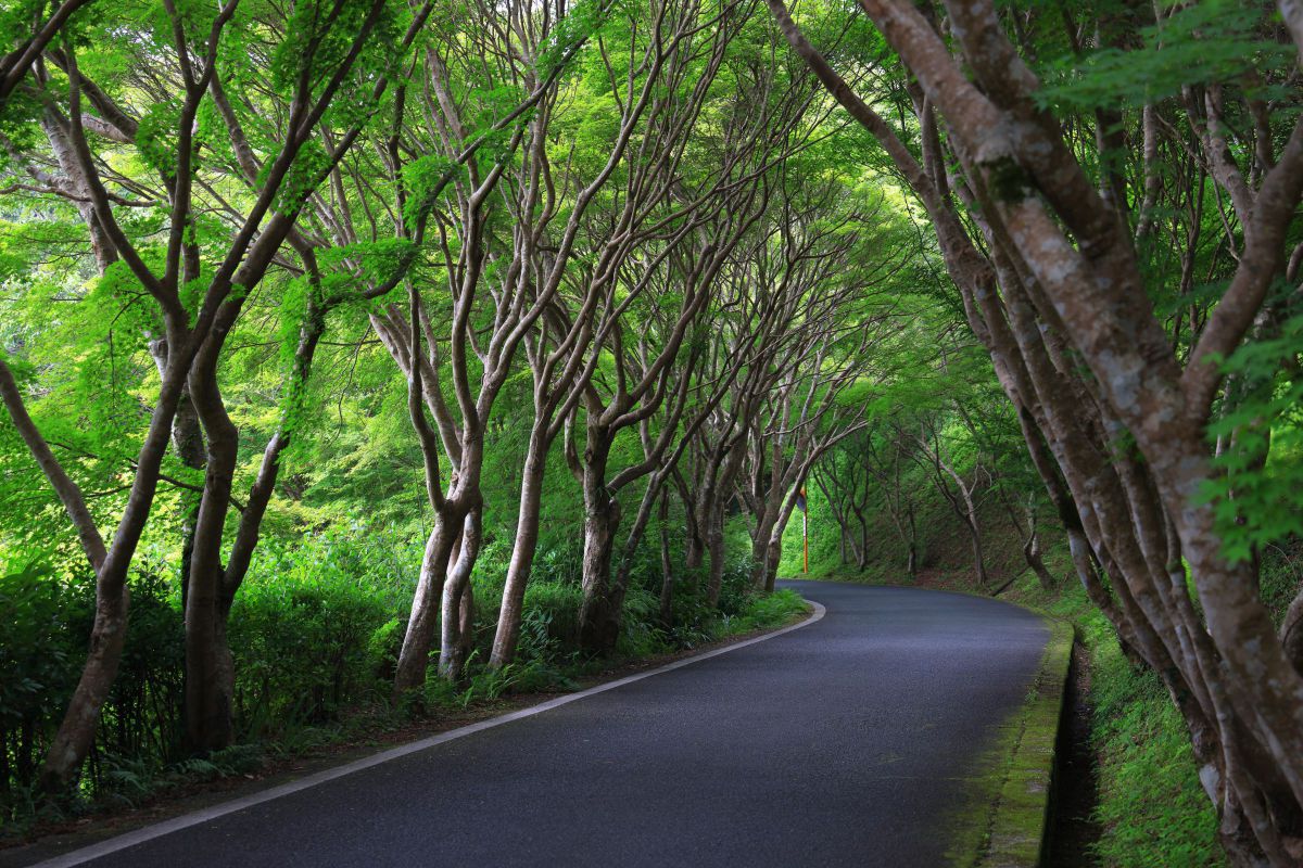 深緑のトンネル | GANREF