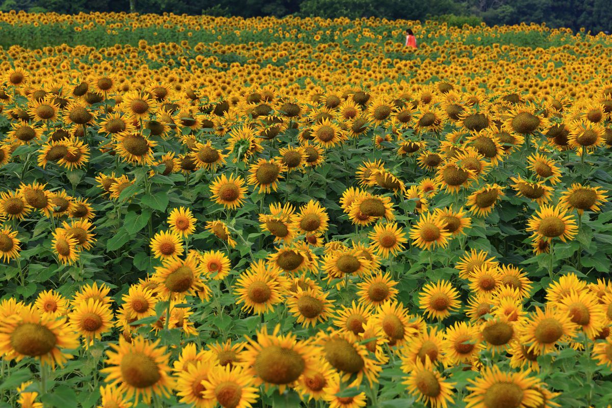 ひまわり娘 | GANREF