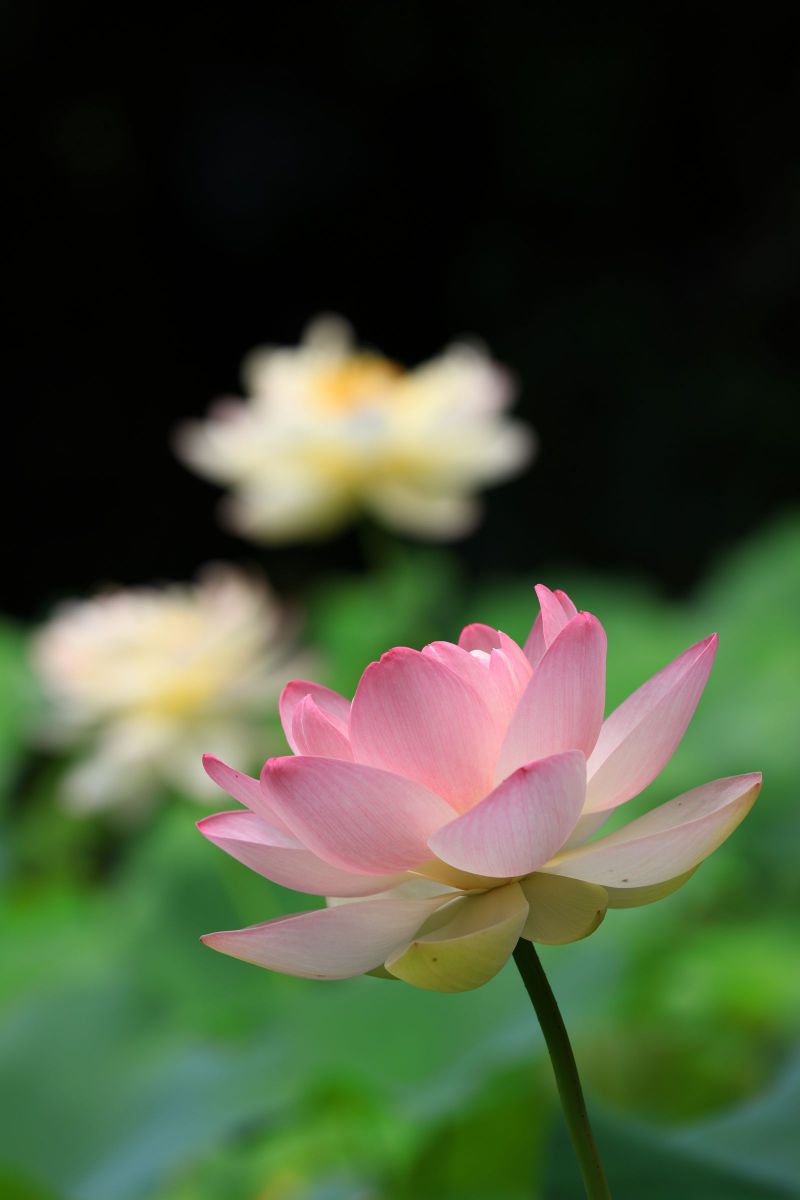 夏に咲く | GANREF