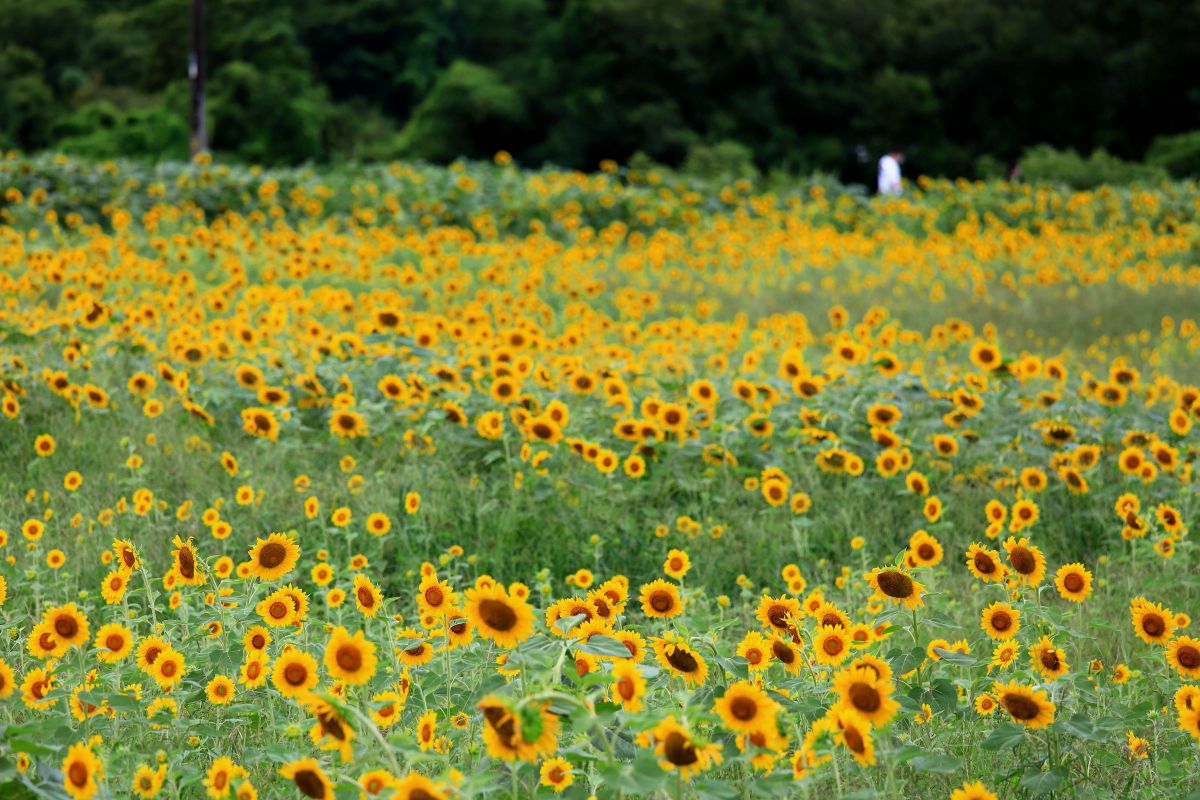 ひまわり | GANREF