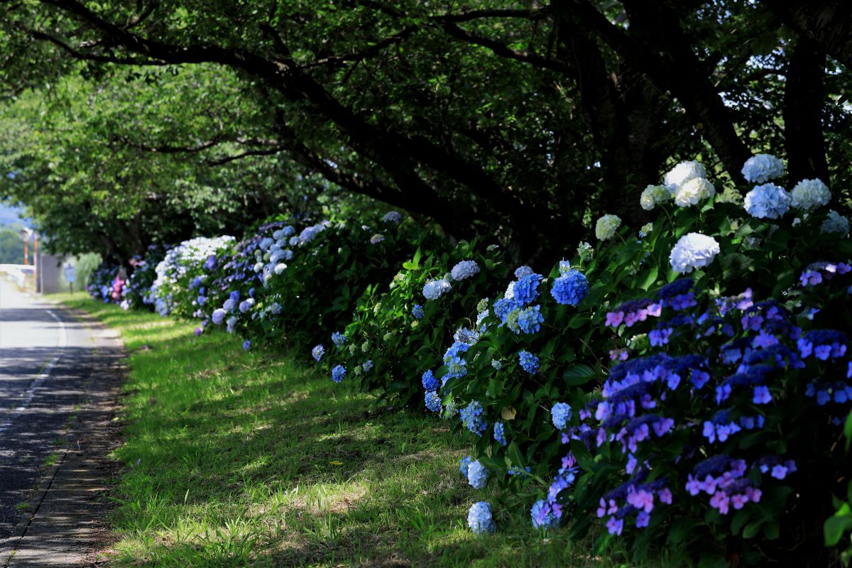 アジサイロード | GANREF