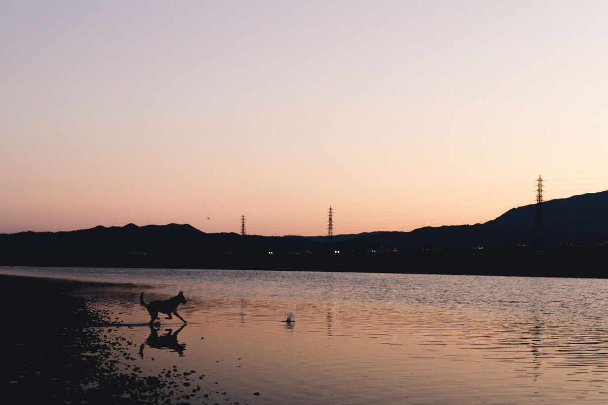 Evening dip | GANREF