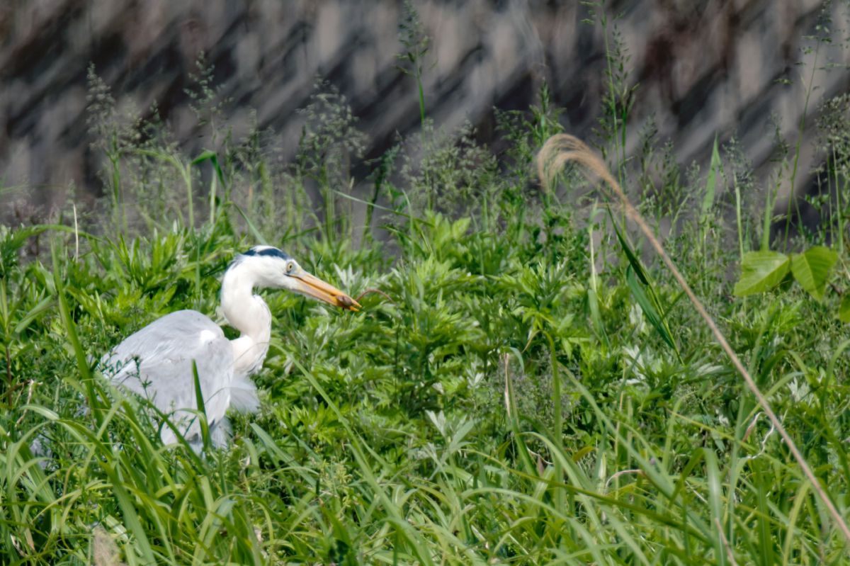 怠惰なる野鳥撮影 File №013「悪食の食卓」 | GANREF