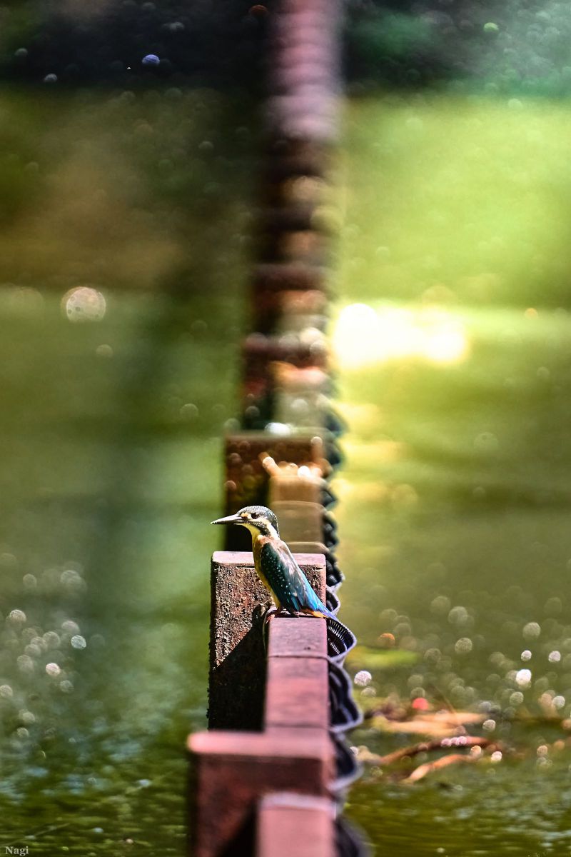 _DSC2108.jpeg | GANREF