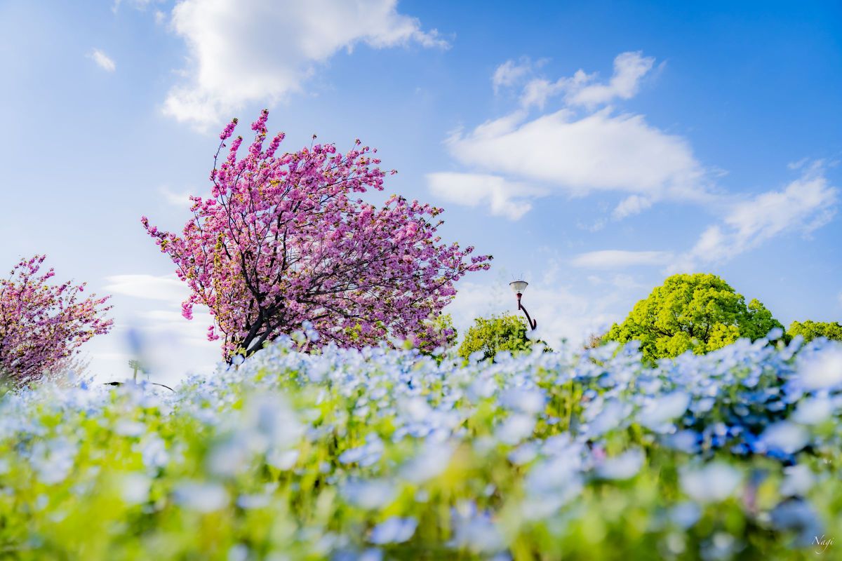 AST09572-2.jpeg | GANREF