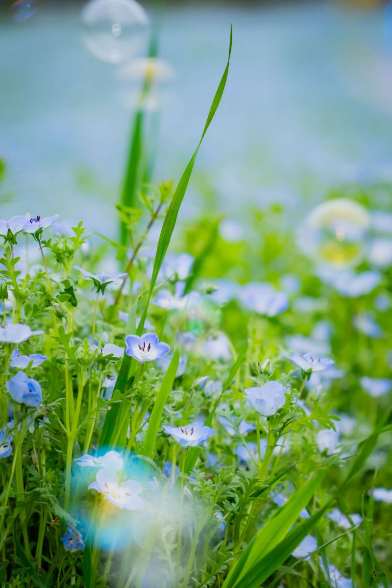 DSC09617-5.jpeg | GANREF