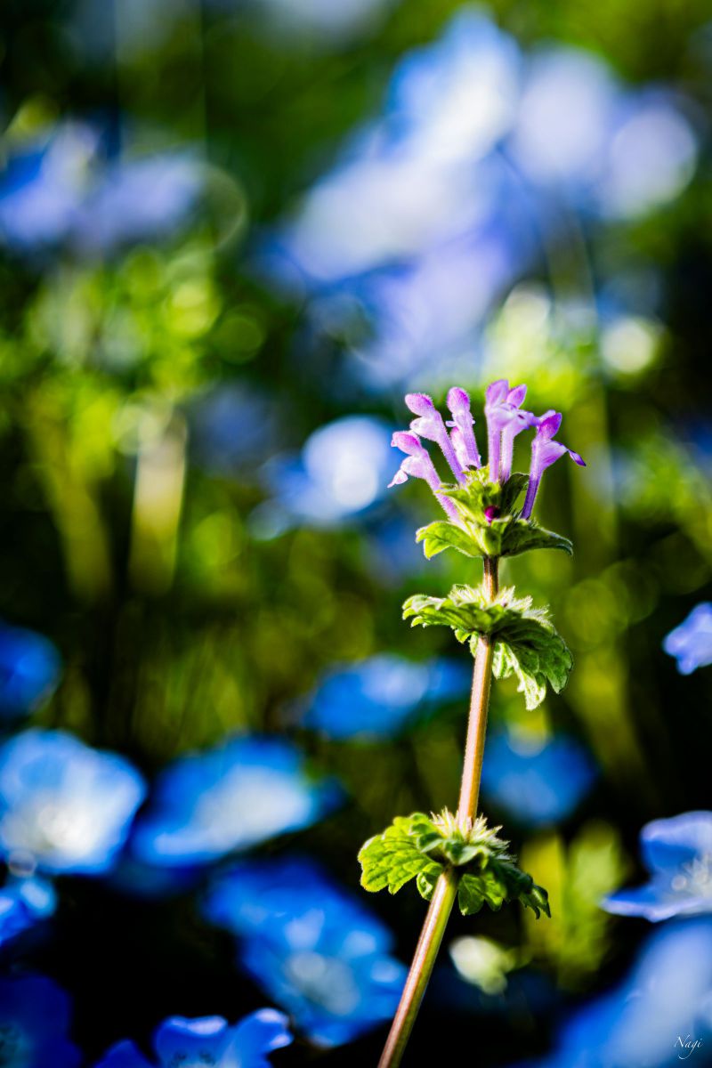 DSC09070-5.jpeg | GANREF