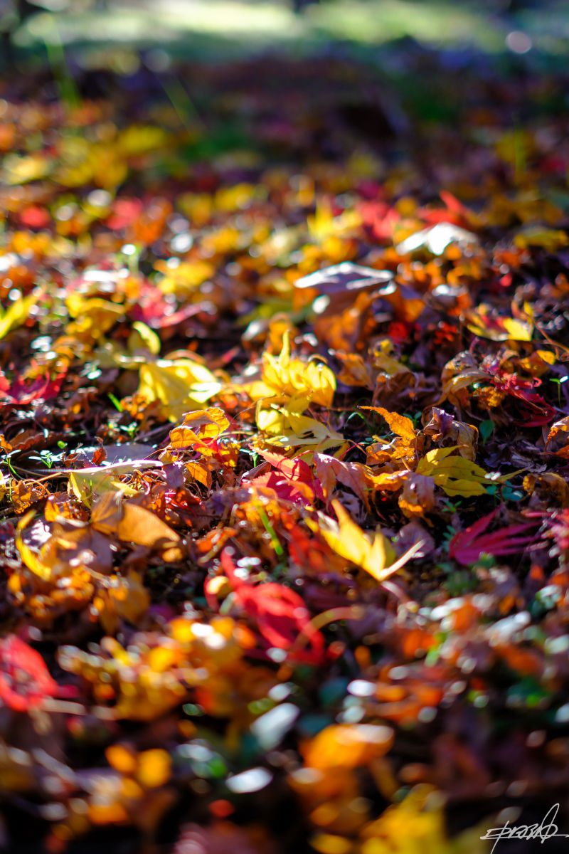 秋の終わり | GANREF