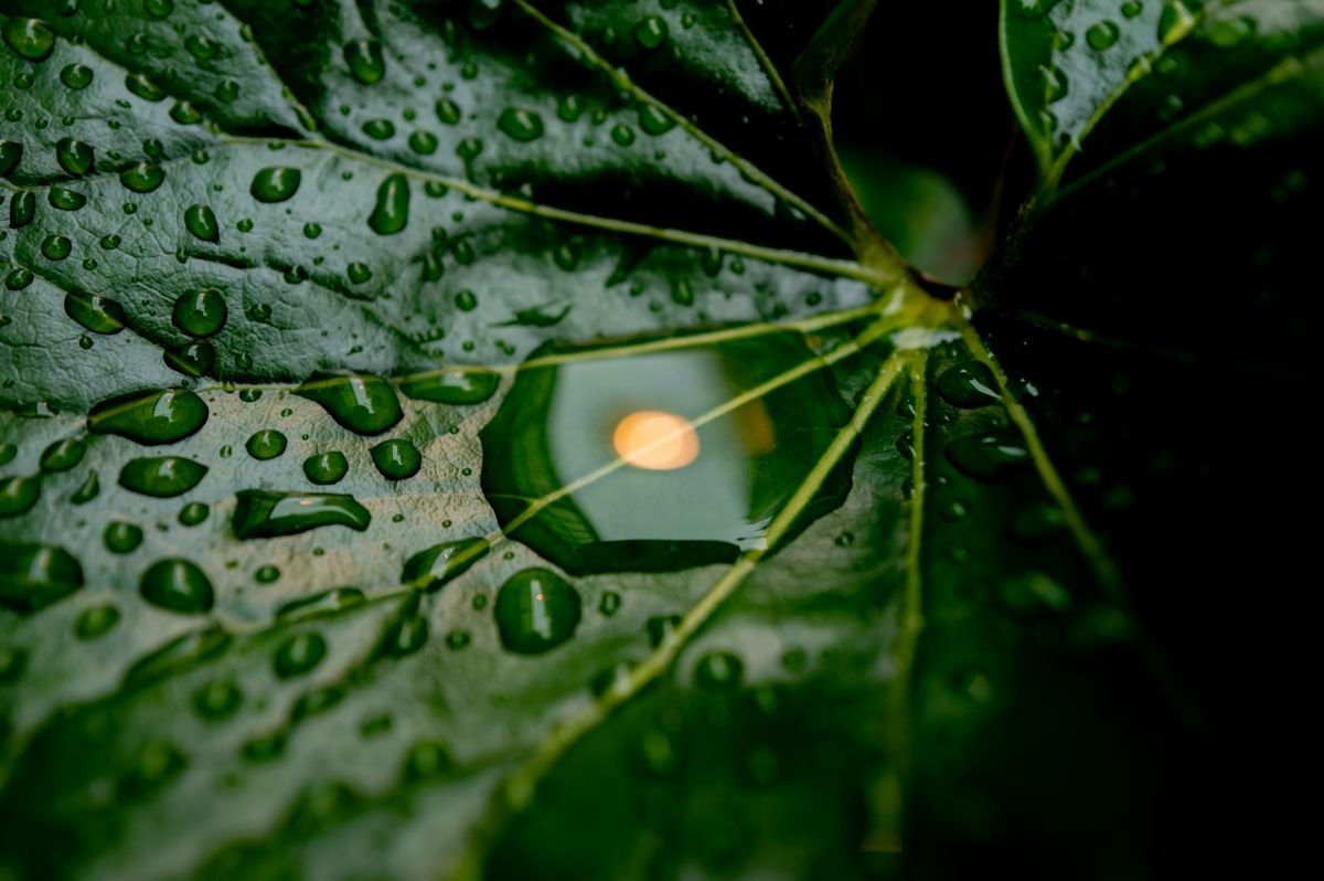 catch light | GANREF