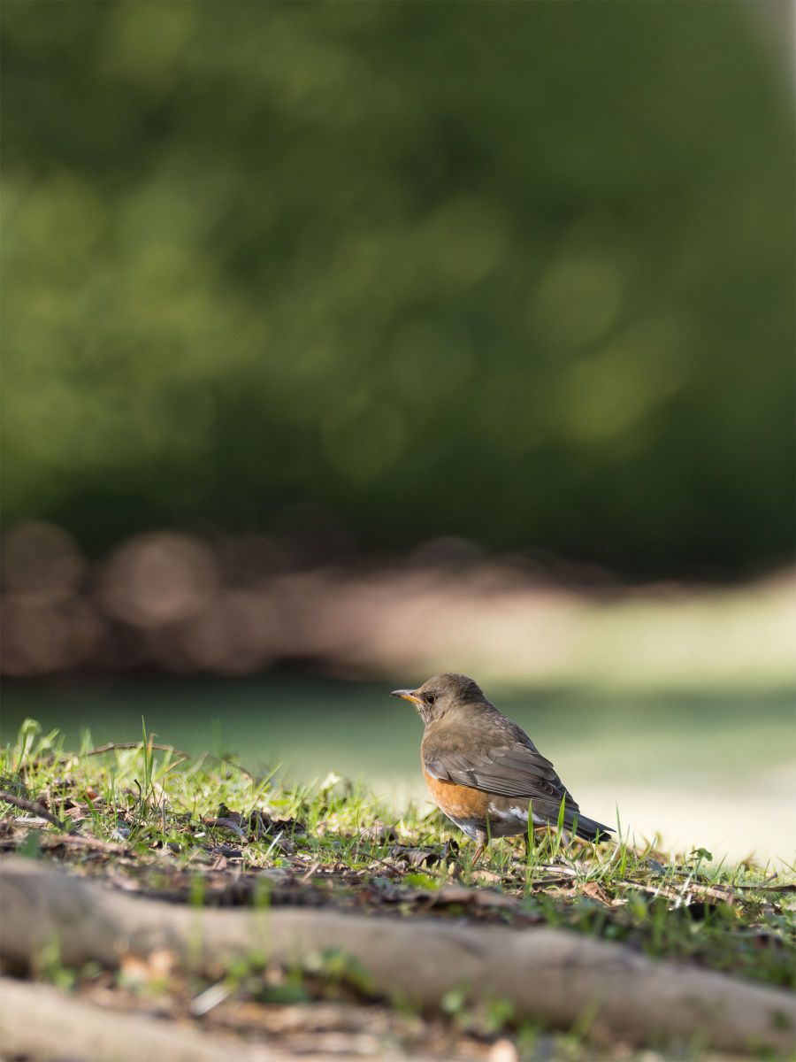 待ってたよ | GANREF