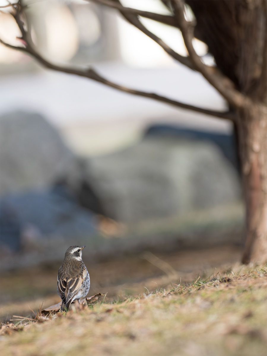 旅立ちは・・・ | GANREF