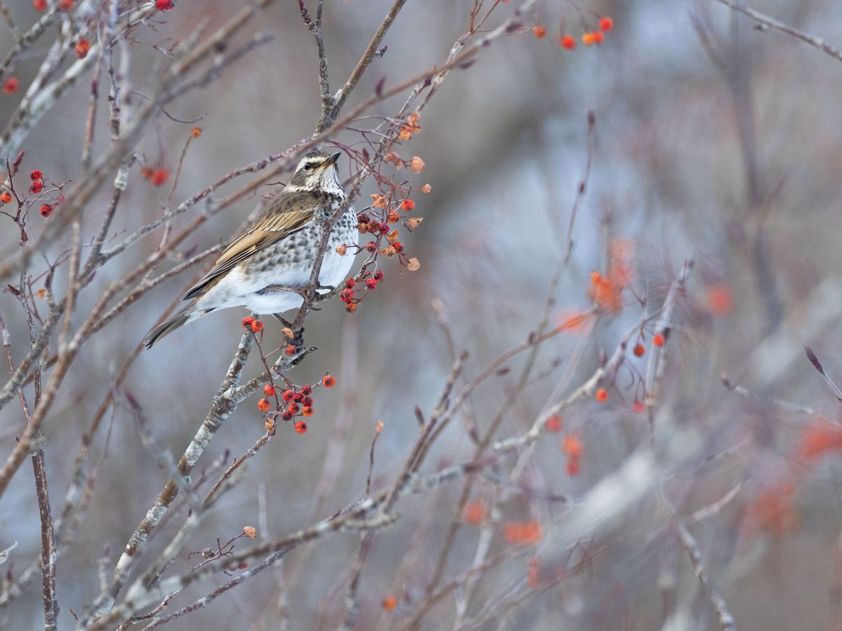 赤い実と鶫 | GANREF