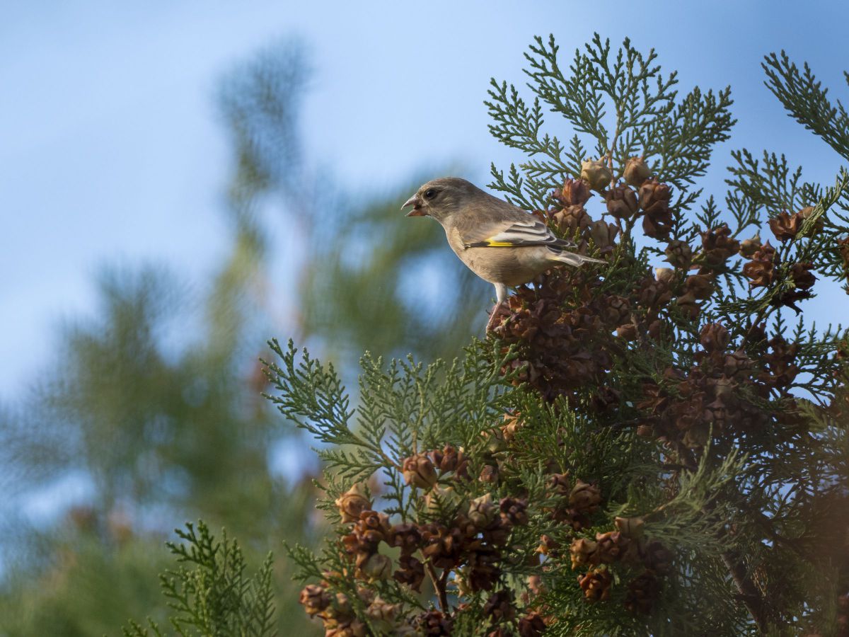 パクリと | GANREF