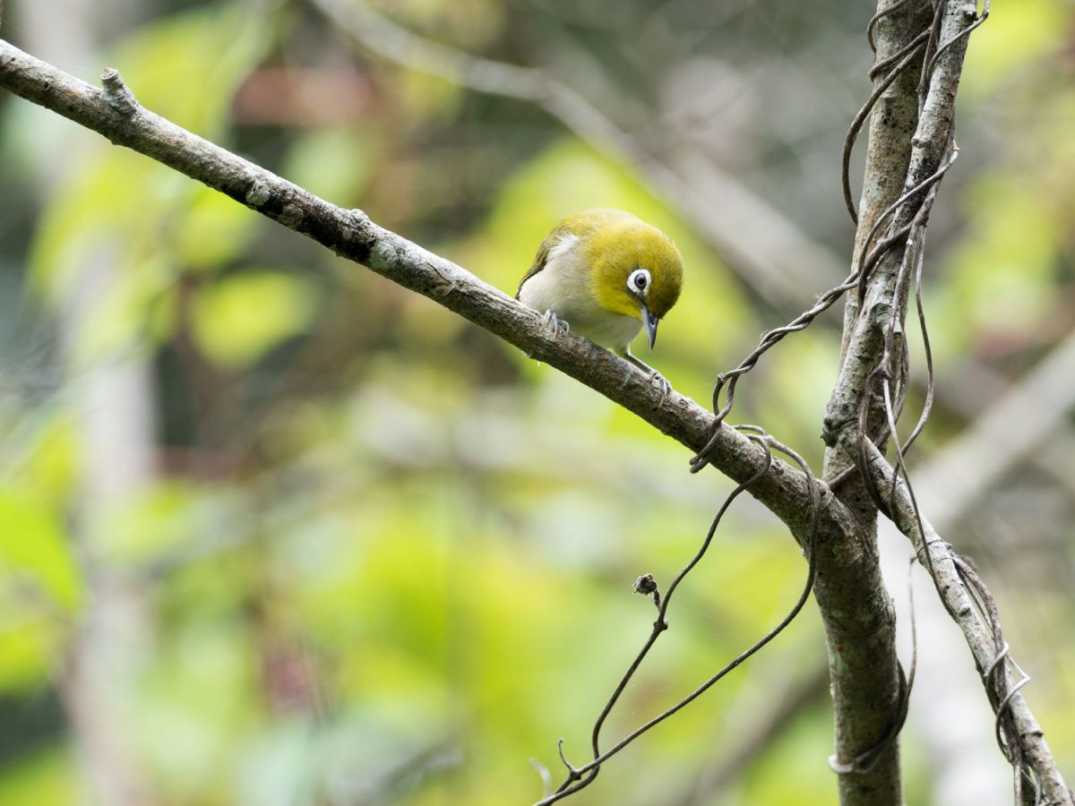 こんにちは | GANREF