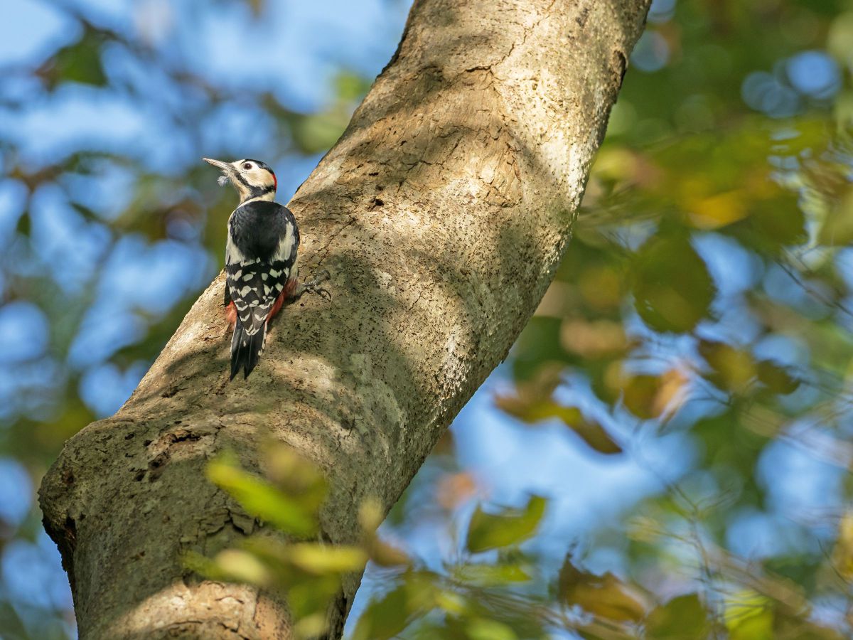 秋の公園（アカゲラ） | GANREF