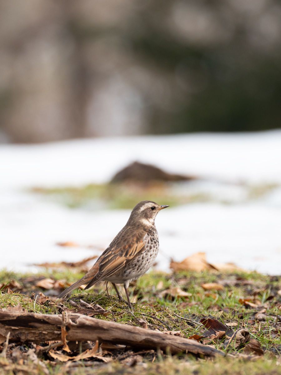 春はそこまで | GANREF