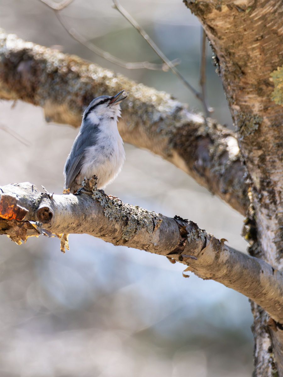 高らかに | GANREF