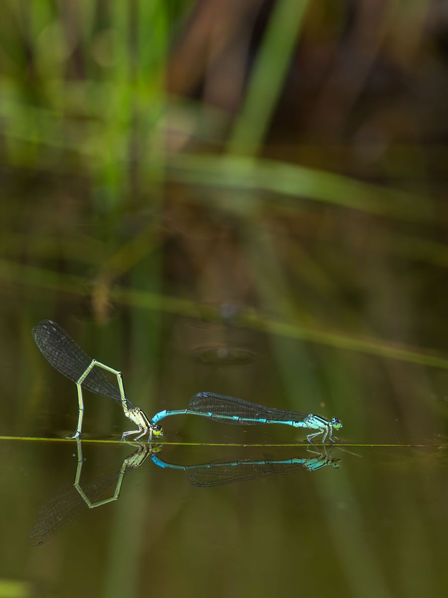 クッキリ | GANREF