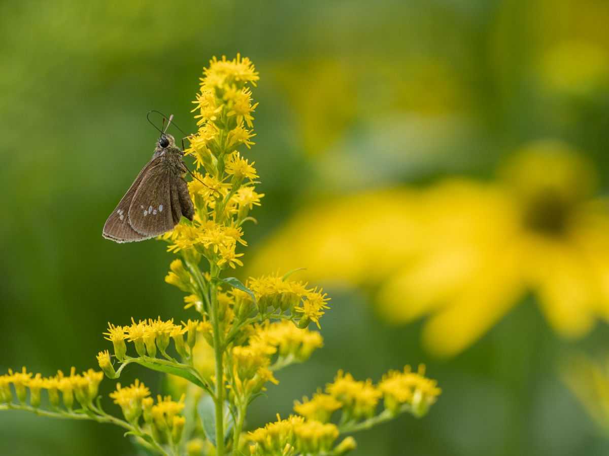 気分上々 | GANREF