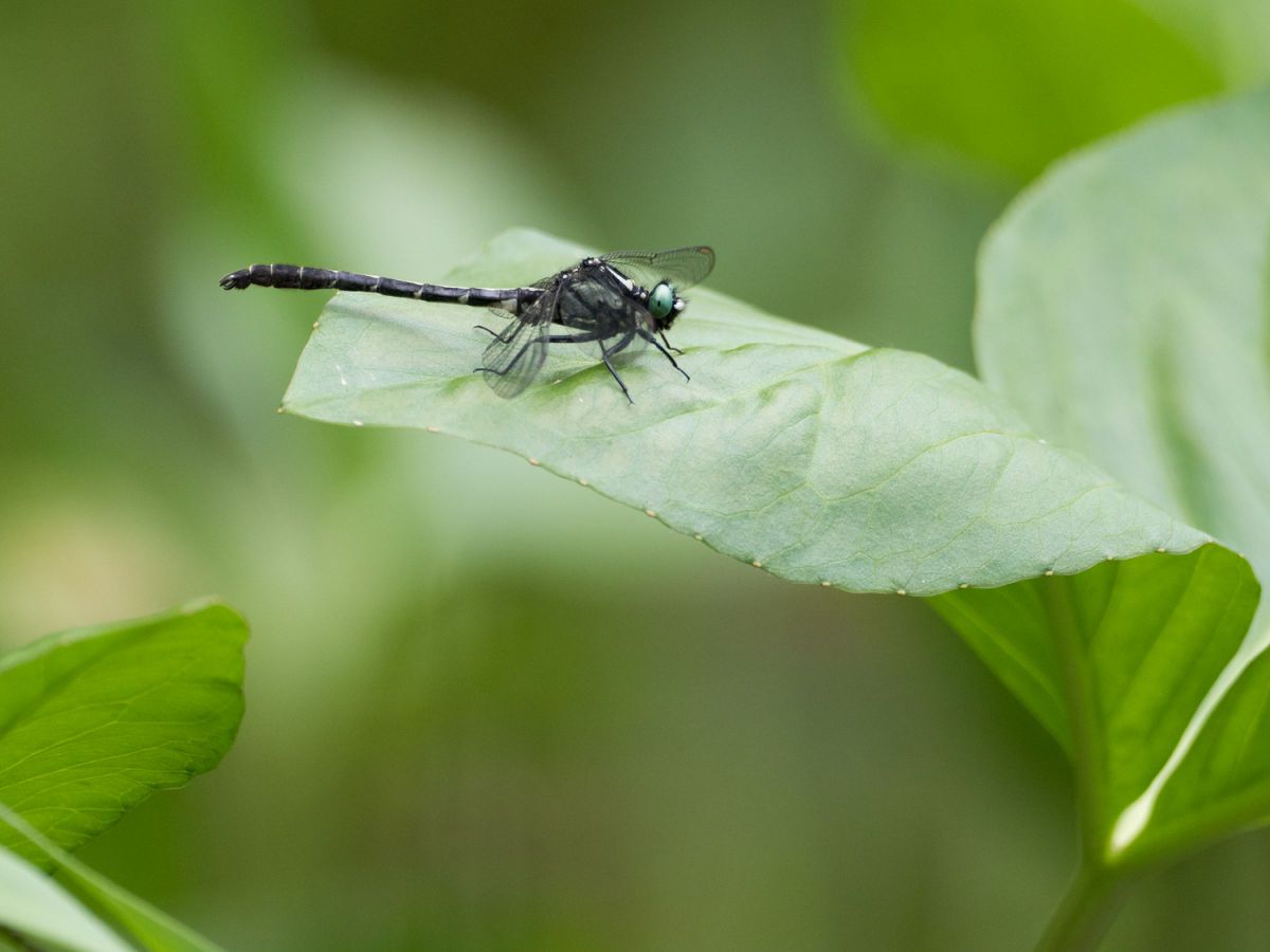 ただ静かに | GANREF