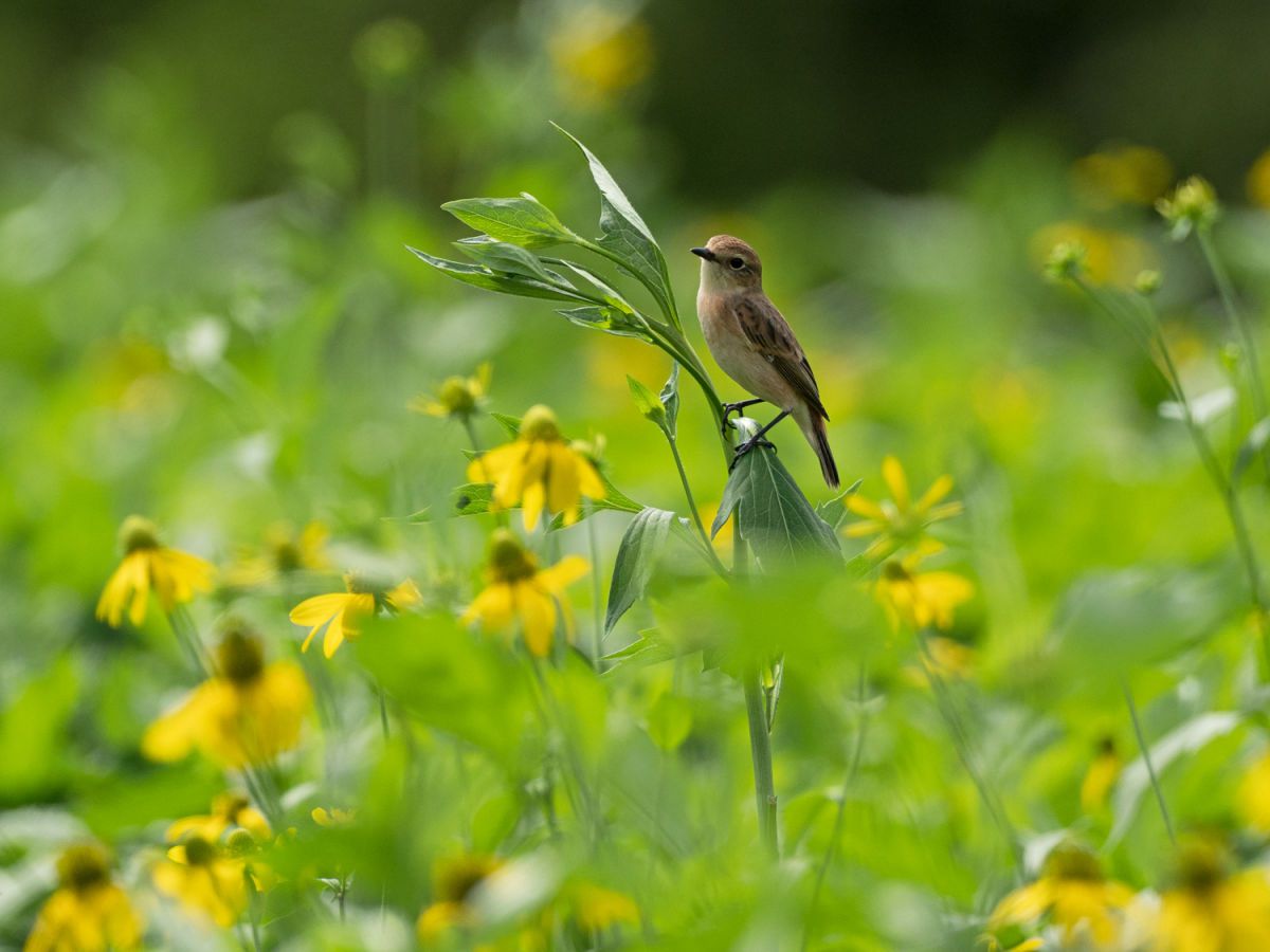 どうしよっかな～ | GANREF