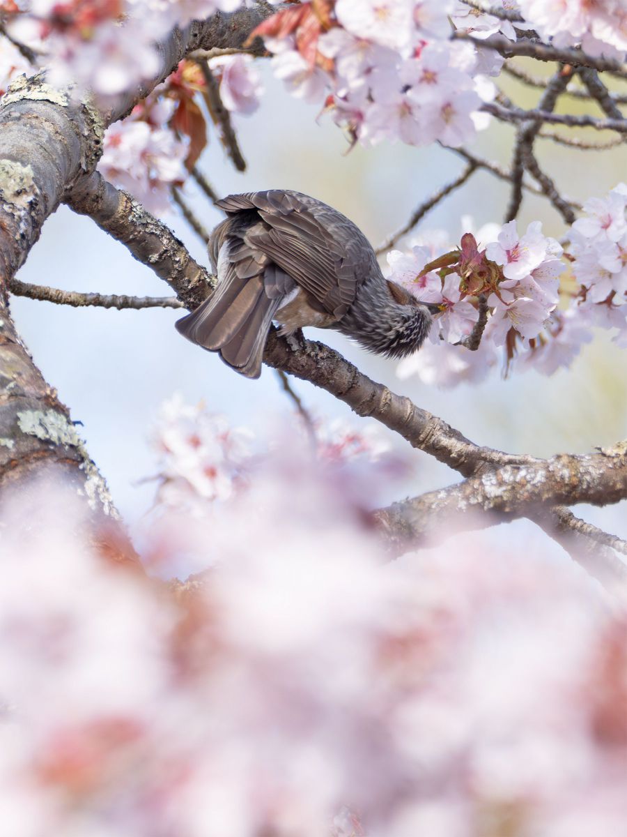 意地悪ヒヨドリ | GANREF