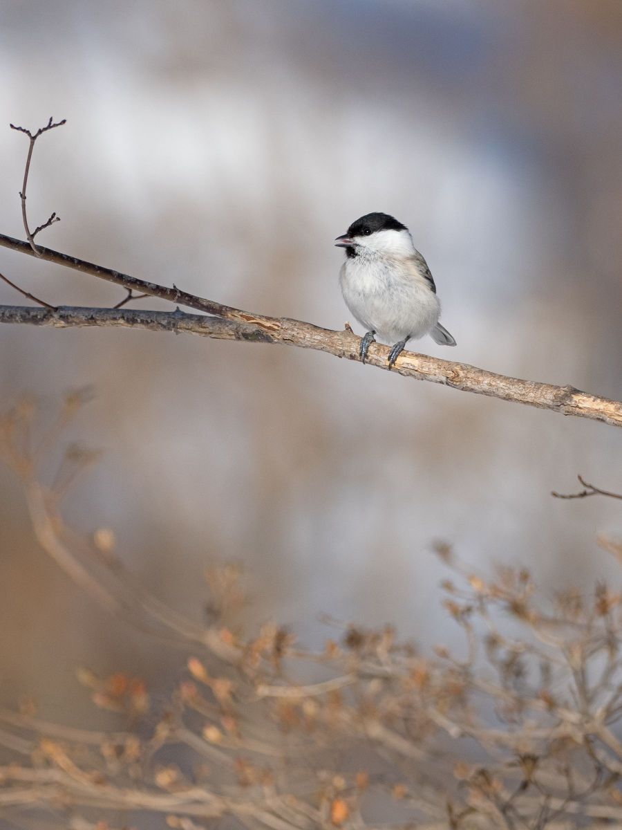 愛らしく | GANREF