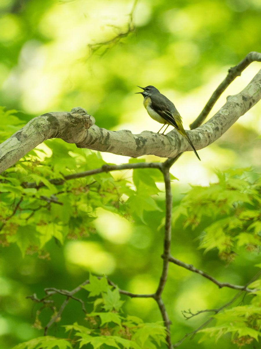 緑豊かに | GANREF