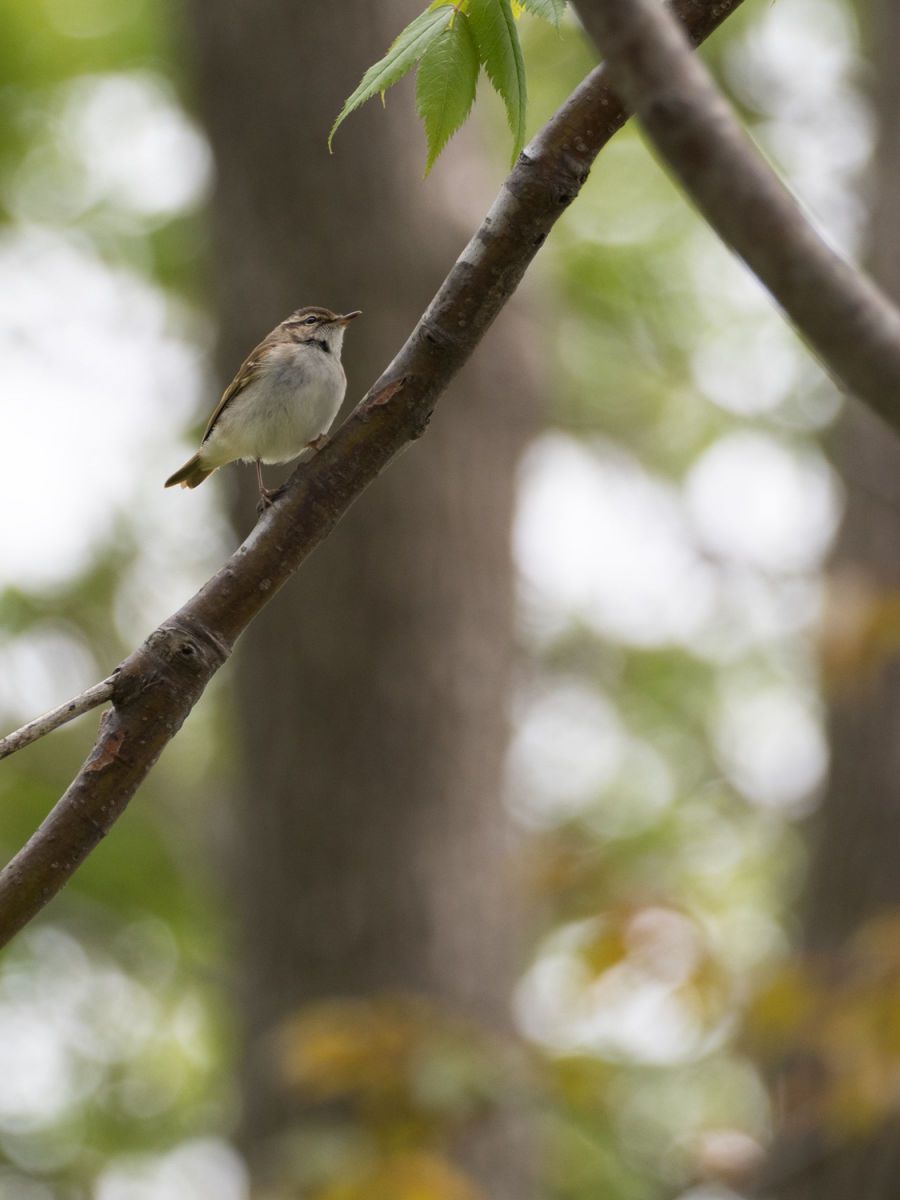 あなたは・・・ | GANREF