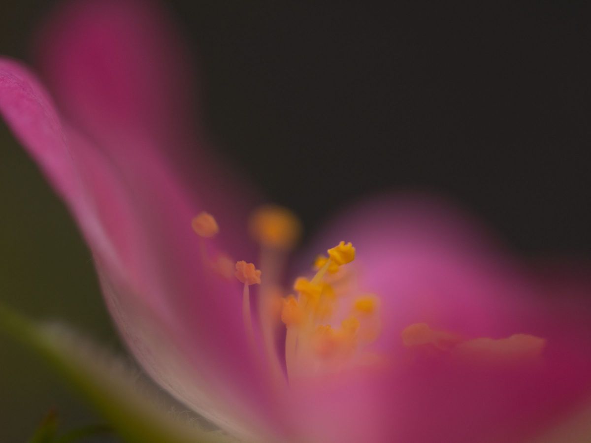 バレリーナ | GANREF