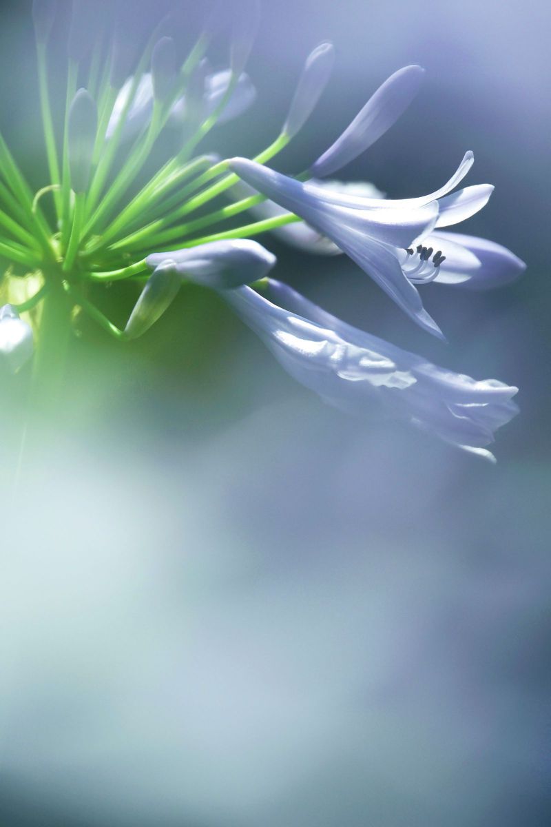 聴こえますか… | GANREF