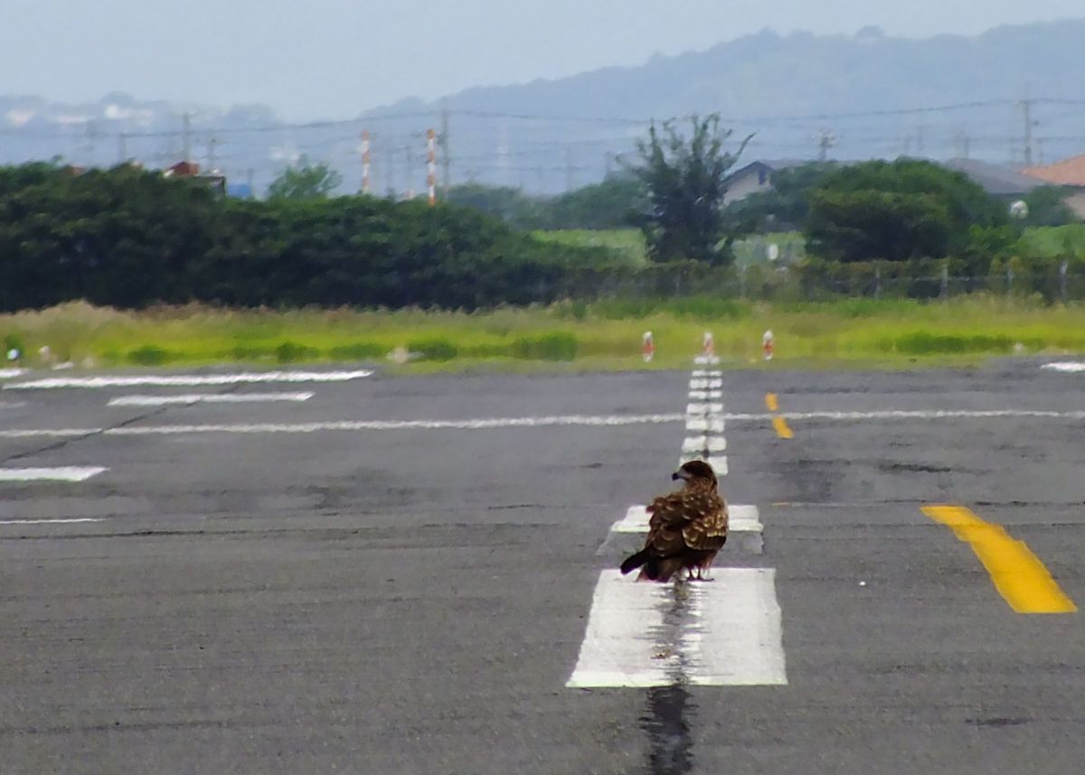 「PRIDE」 | GANREF