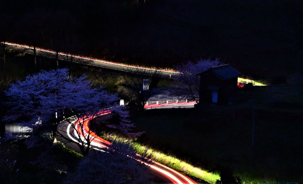 桜の道「Z」 | GANREF