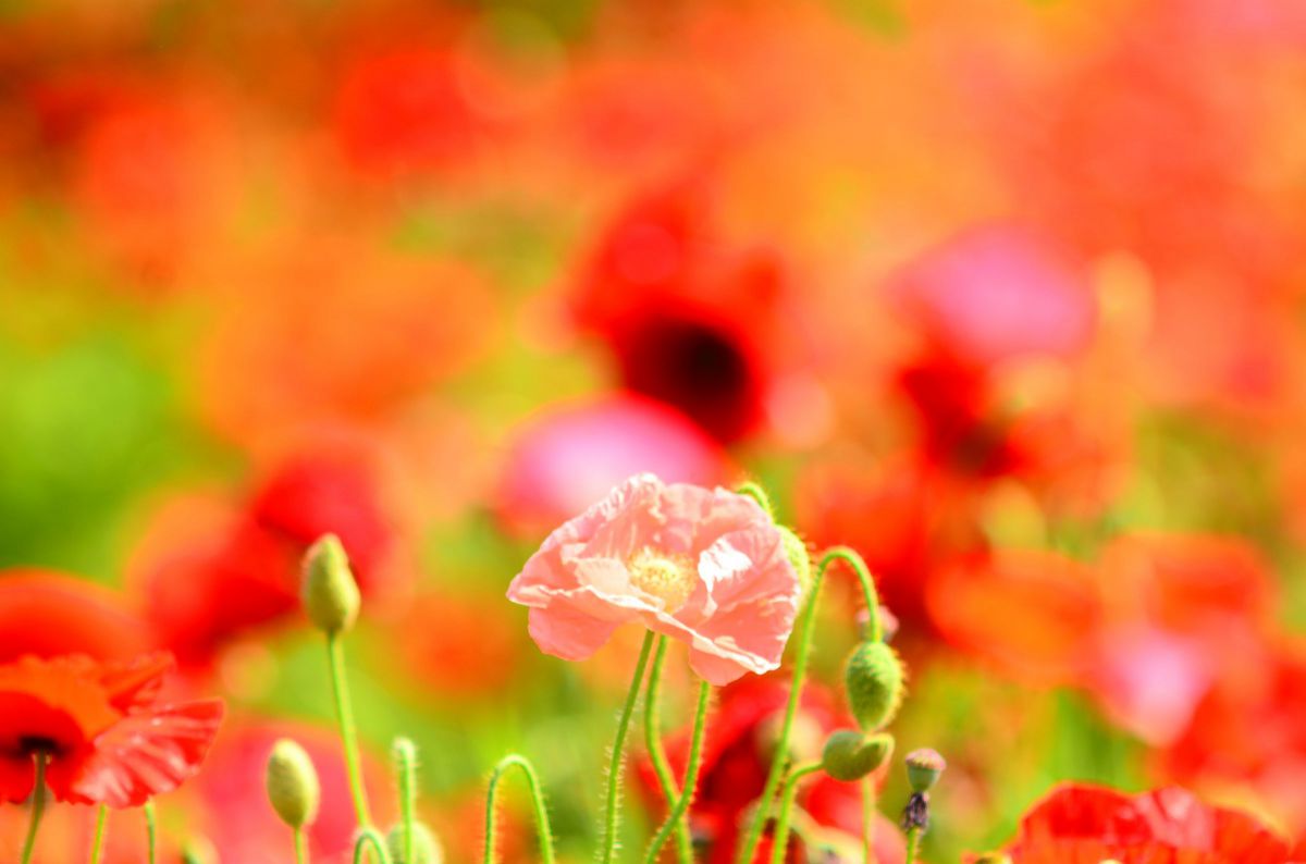 ポピー2025年版 | GANREF