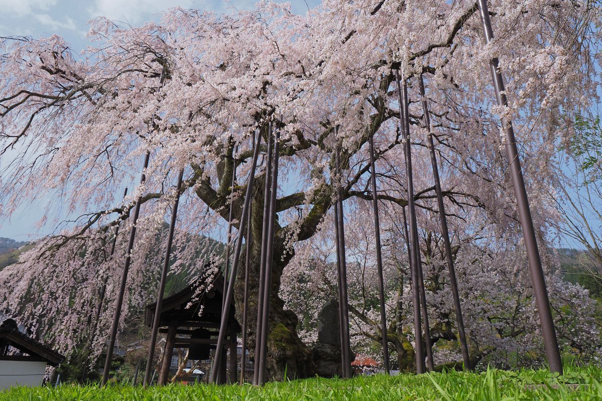 泰雲寺の枝垂れ桜 | GANREF