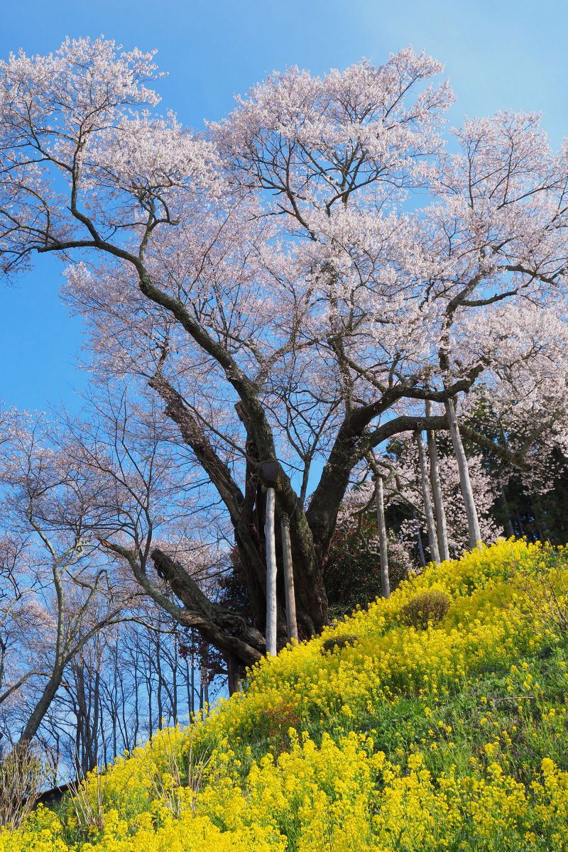 東和祭田の桜 | GANREF