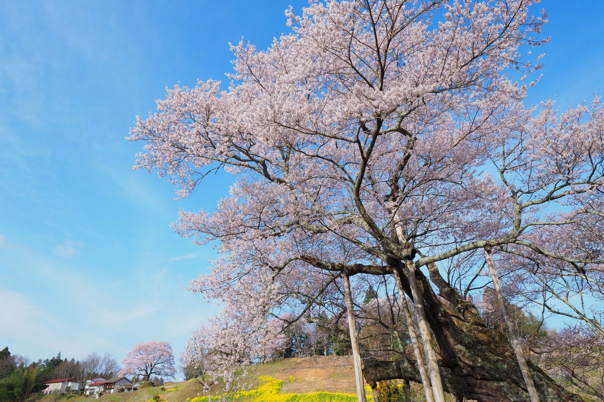 空に向かって開く | GANREF