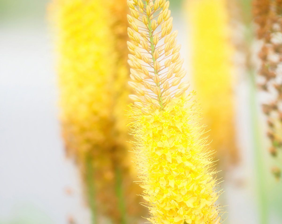 half and half | GANREF