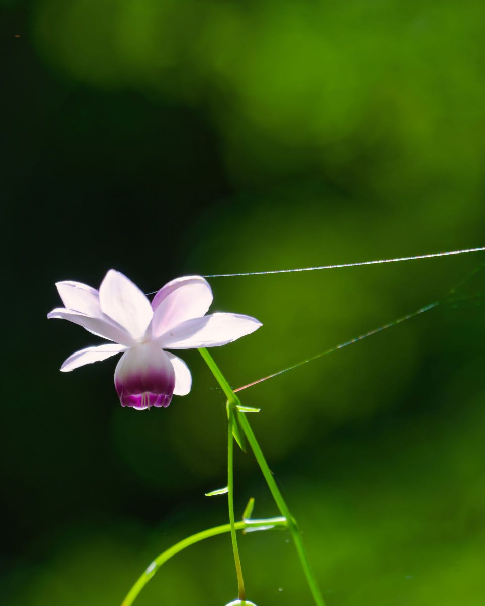 like marionette | GANREF