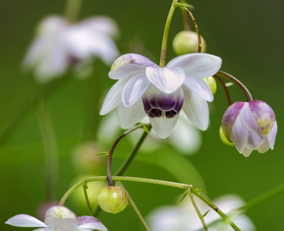 irregular No. 2 | GANREF