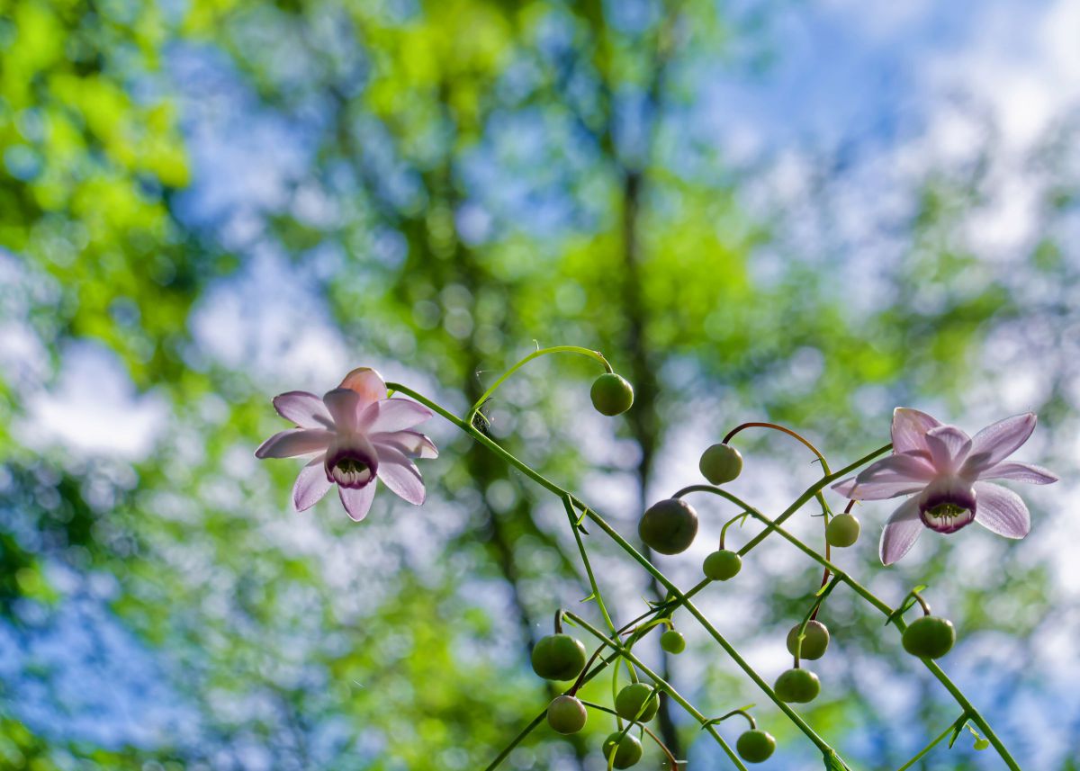 Blue ball bokeh in the forest | GANREF