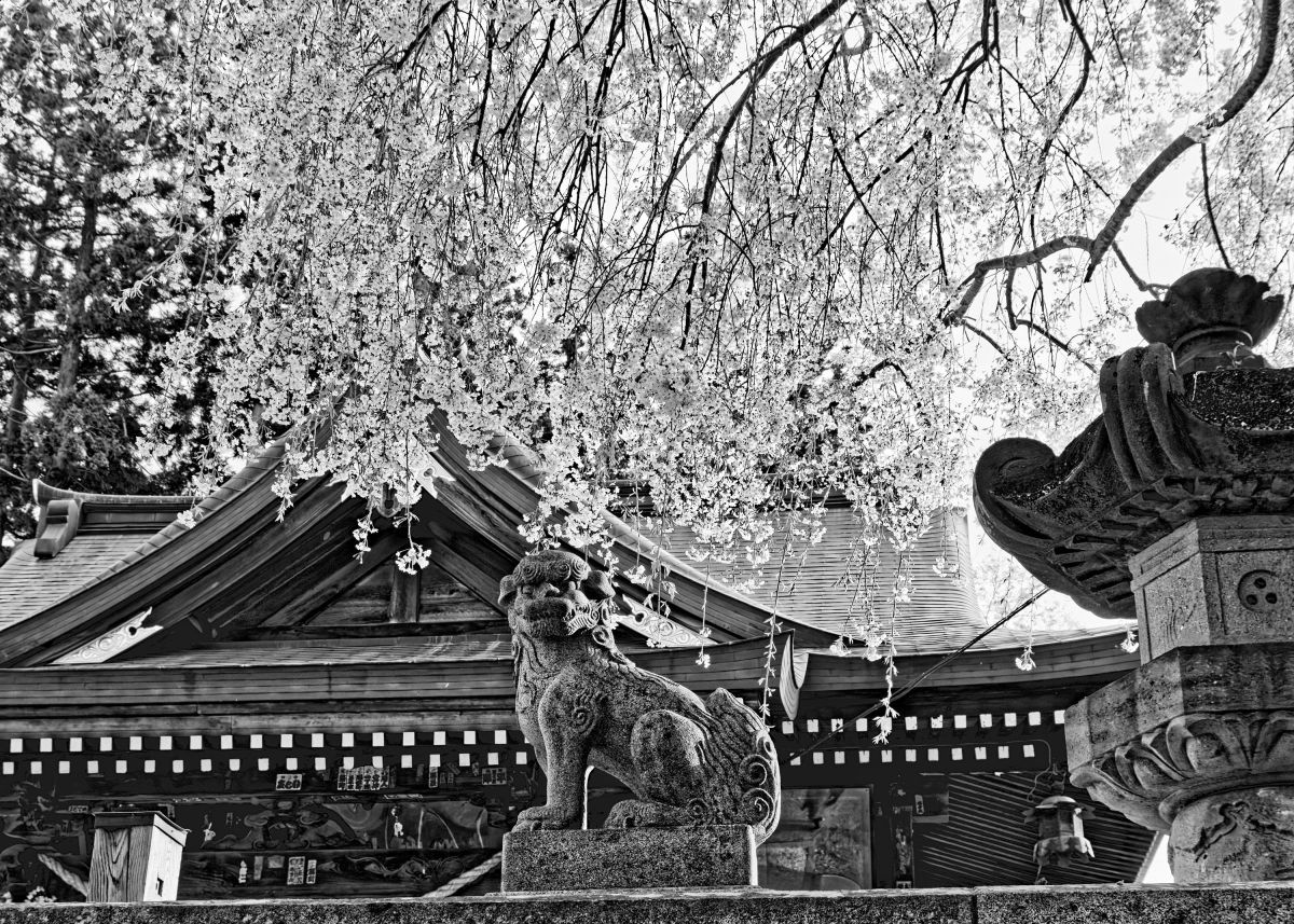 「拝殿桜」 sight 写 ing 5 | GANREF