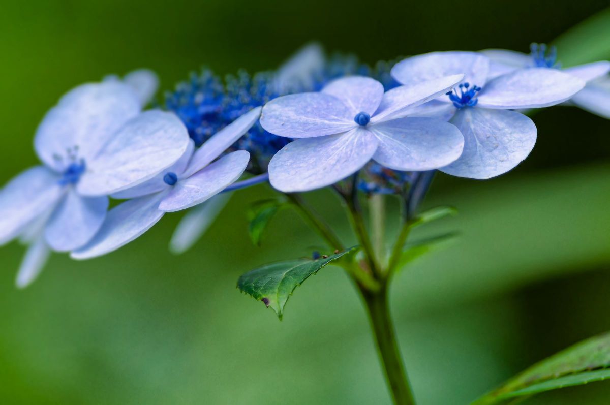 refreshing blue | GANREF